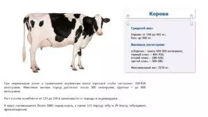 औसतन कितने किलोग्राम और अधिकांश गाय का वजन कैसे हो सकता है
