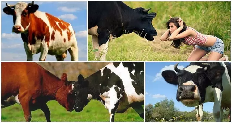 Rôzne kravy