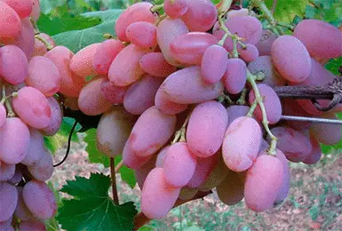 Vinograd vinogray