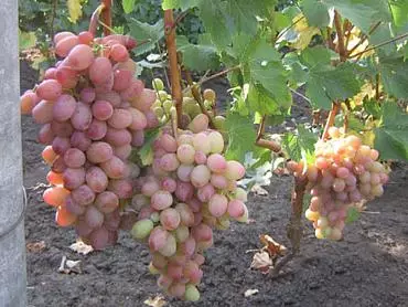 Vinograd vinogray