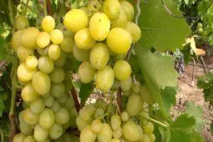 A szőlő szőlőjének leírása és szőlője hosszabb ideig