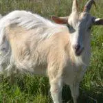 Marco da cabra: síntomas e tratamento, é posible ir á vaxina 4676_7