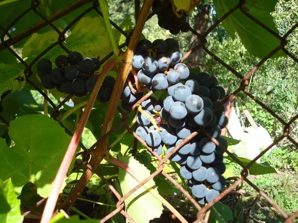 виноград Веліант