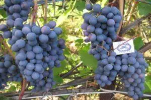 Опис винограду сорту Денисовский, правила посадки та догляду