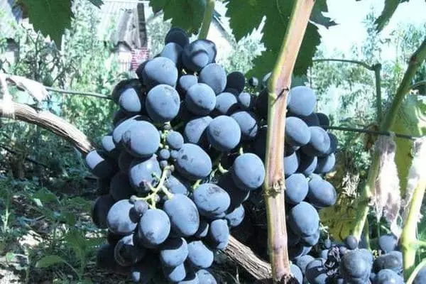 Viinamarjavari