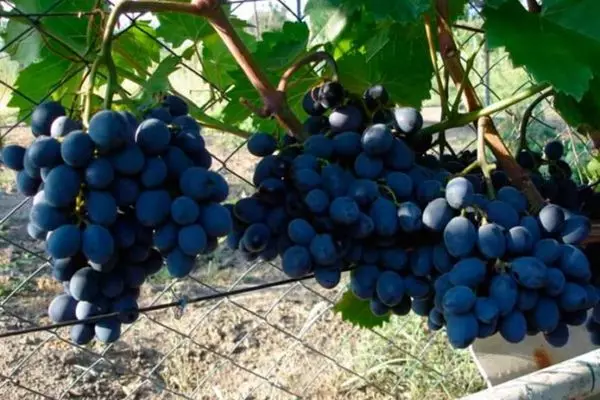 Ripening grapes