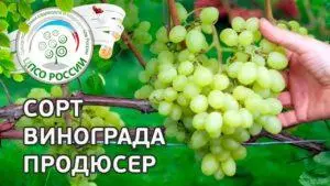 Description and Characteristics Grapes Graph Producer, Landing and Growing