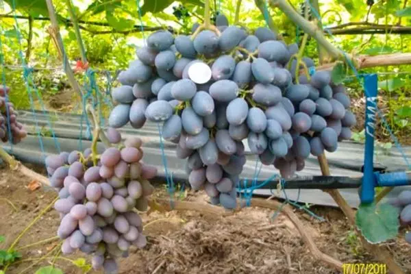 Viinamarjade marjad