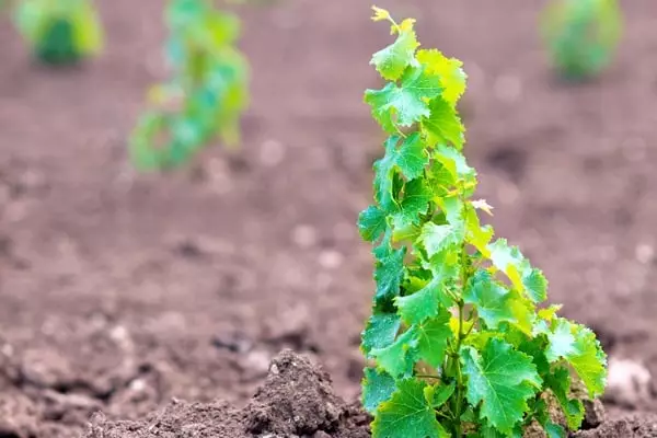 Shooting grapes