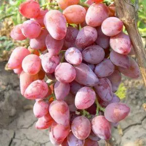 Descrición Victor-2 uvas ou simpatía, aterrizaje e crecemento