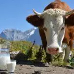 Jak zwiększyć milkowe suposa w krowie w domu: sposoby na poprawę 4687_8