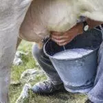 วิธีเพิ่มนม Suos ที่วัวที่บ้าน: วิธีการเพิ่มประสิทธิภาพ 4687_9