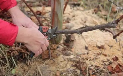 Pruning àjàrà