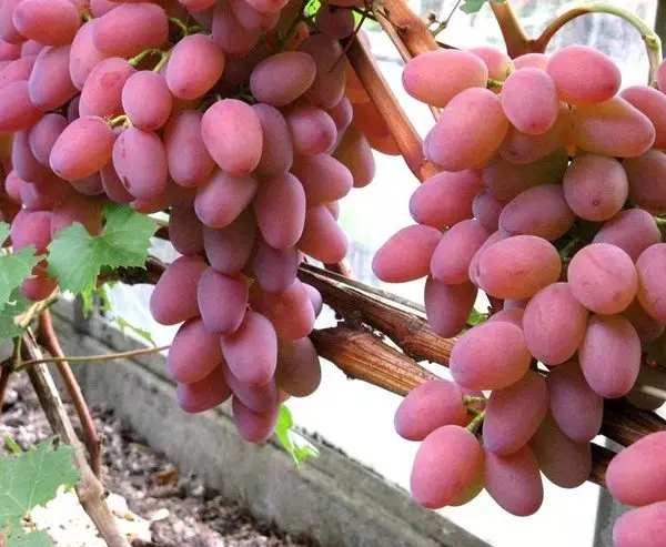 Gelios grožđe
