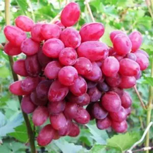 Характеристики сорту винограду Софія, опис плодоношення і особливості вирощування