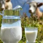 Battitude of Cow's Milk: Berapa persen rata-rata dan tergantung pada, norma 4696_3