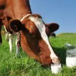 Batttitude de lait de vache: combien de pourcentage en moyenne et dépend de la norme 4696_4