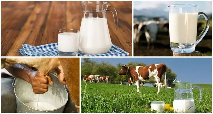 leite de vaca