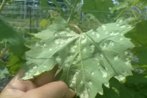 Чому з'являється білий наліт на листках виноградної лози, ефективні заходи боротьби і чим обробити