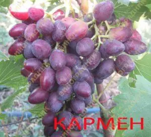 Carmen, iškrovimo ir auginimo vynuogių aprašymas ir charakteristikos