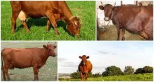 Опис і характеристики корів красногорбатовской породи, їх зміст