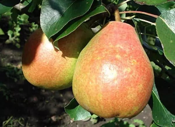 Pear Muscovite.