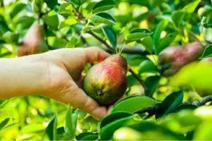 梨品種的描述和特點突出，培養和護理