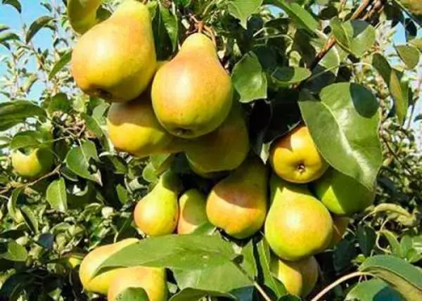 Pear Muscovite