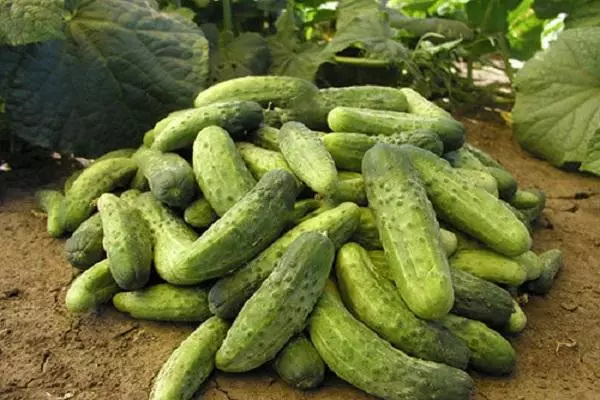 A handful of cucumbers