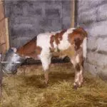 小牛的腹泻：原因以及如何在家中快速有效地治愈 4710_13