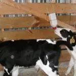 小牛的腹泻：原因以及如何在家中快速有效地治愈 4710_17