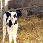 小牛的腹泻：原因以及如何在家中快速有效地治愈 4710_18