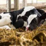 小牛的腹泻：原因以及如何在家中快速有效地治愈 4710_2