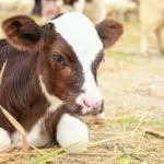 小牛的腹泻：原因以及如何在家中快速有效地治愈 4710_4