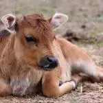 小牛的腹泻：原因以及如何在家中快速有效地治愈 4710_8