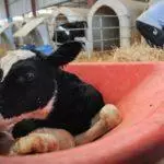 小牛的腹泻：原因以及如何在家中快速有效地治愈 4710_9