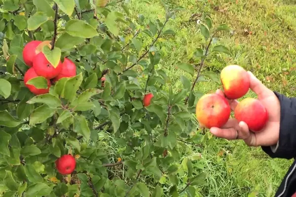 Õunad Topaz