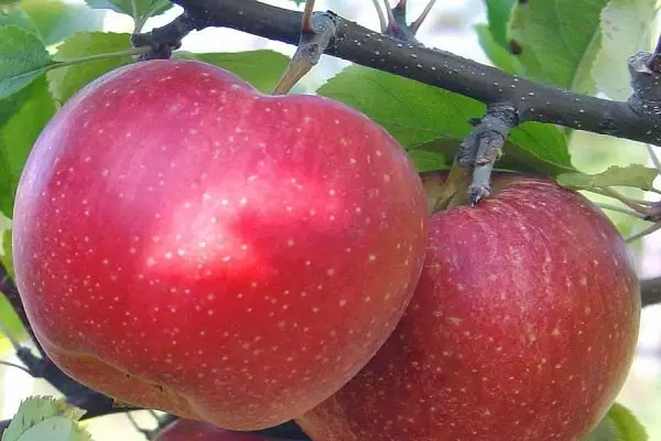 ಕೆಂಪು ಹಣ್ಣುಗಳು