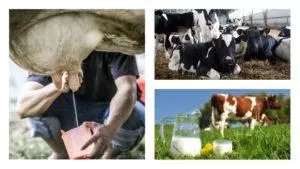 A quina vaca d'edat comença a donar llet i com es produeix