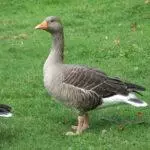 Grey goose: tsananguro uye hunhu hwebereki, mhando uye zvirimo 471_1