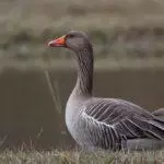 Grey Goose: Description ug Mga Kinaiya sa Breed, barayti ug sulud 471_11