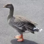 Grey Goose: Description ug Mga Kinaiya sa Breed, barayti ug sulud 471_2