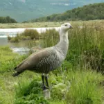 Grey Goose: Description ug Mga Kinaiya sa Breed, barayti ug sulud 471_3