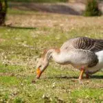 Grey Goose: Description ug Mga Kinaiya sa Breed, barayti ug sulud 471_5