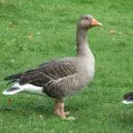 Grey goose: tsananguro uye hunhu hwebereki, mhando uye zvirimo 471_6
