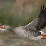 Grey goose: tsananguro uye hunhu hwebereki, mhando uye zvirimo 471_7