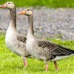 Grey Goose: Lýsing og eiginleikar kynja, afbrigða og innihalds 471_9