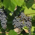 North Bahu Grapes: Penerangan Grade, Peraturan Pendaratan dan Tumbuh 4720_13