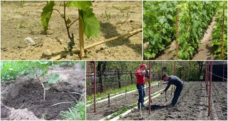 Landing Grapes.