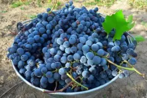 Descripción de las uvas de Isabel y el tiempo de su maduración, las características de la siembra y el cuidado, el cultivo y la poda.